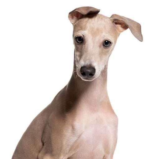 Galgo Italiano (pequeño lebrel italiano) | Todo sobre esta raza de perros