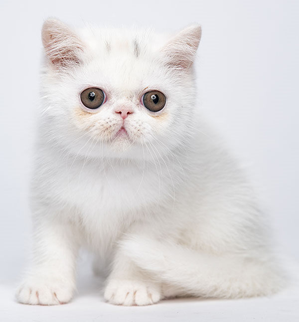 El GATO EXÓTICO de pelo corto (Exotic shorthair) | Todo sobre la raza