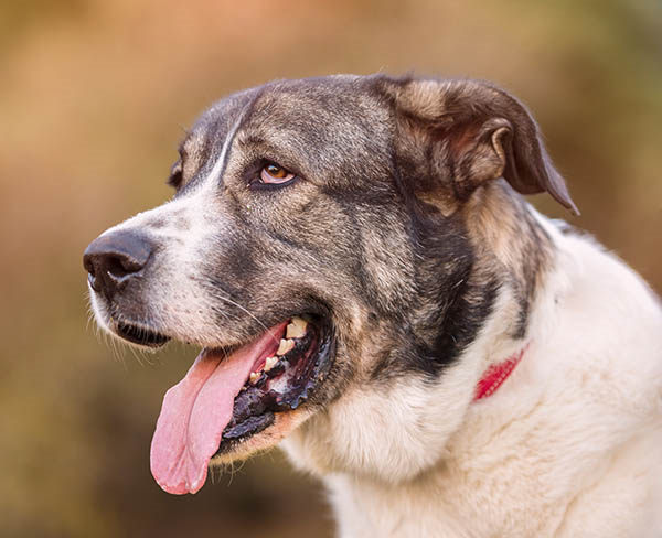 El MASTÍN ESPAÑOL o mastín leonés | Todo sobre esta raza