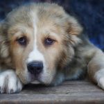 El PINCHER (perro pinscher miniatura) | Todo sobre esta raza