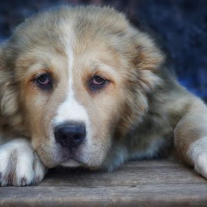 PERRO PILA ARGENTINO (sin pelo) | Todo sobre esta raza