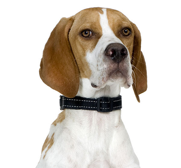 El perro POINTER INGLÉS | Todo sobre esta raza