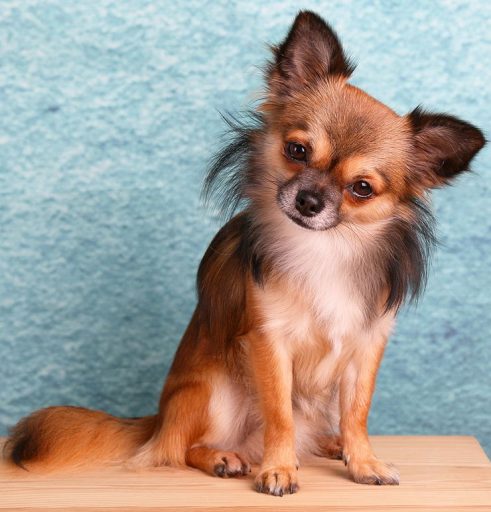 COMO LEVANTAR las Orejas de un Perro de distintas razas.