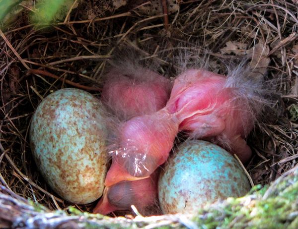 ANIMALES OVÍPAROS 50 Ejemplos, Definición y Curiosidades