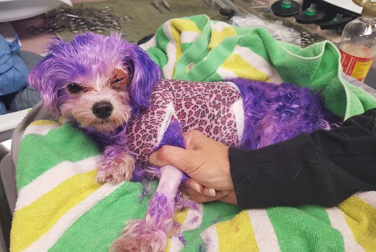 Perro casi muere cuando su dueño lo tiñe de morado