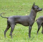 PERRO PILA ARGENTINO (sin pelo) | Todo sobre esta raza