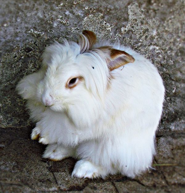 EL CONEJO DE ANGORA de pelo largo (Cuidados, razas y alimentación)