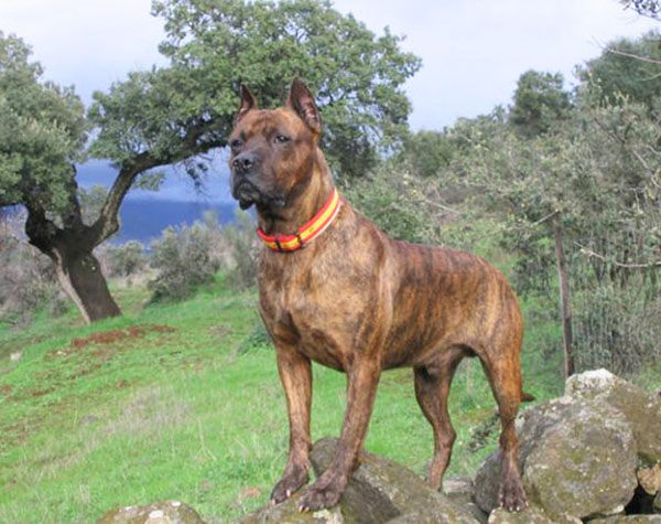 Alano Español: comportamiento, características, precio | Razas de perros