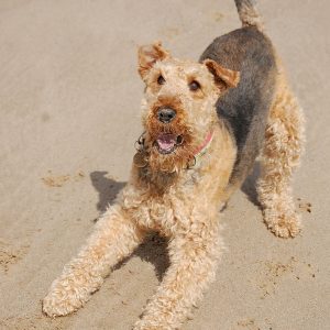 Razas de perros grandes Petdarling