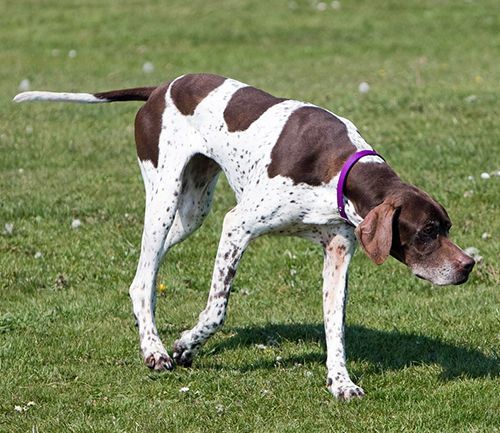 El perro POINTER INGLÉS | Todo sobre esta raza