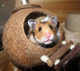 ¿Cual es la MEJOR CASA PARA HAMSTERS?