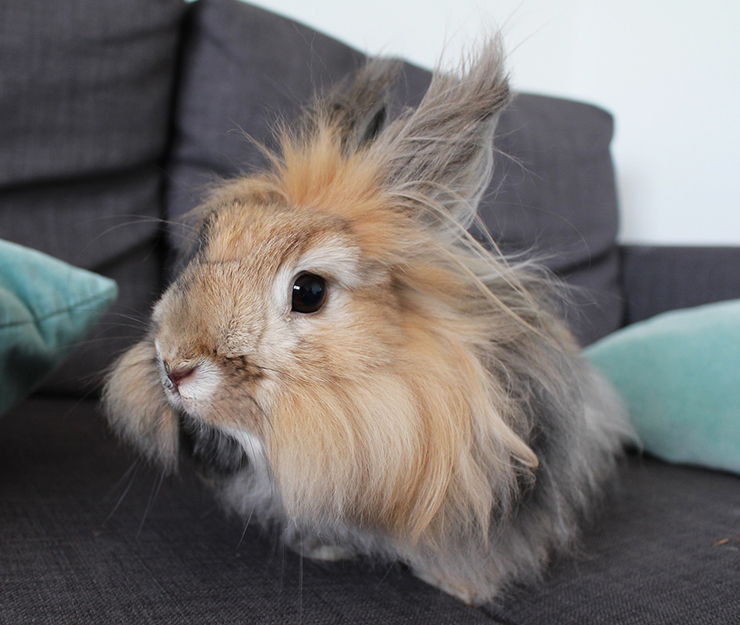 EL CONEJO DE ANGORA de pelo largo (Cuidados, razas y alimentación)