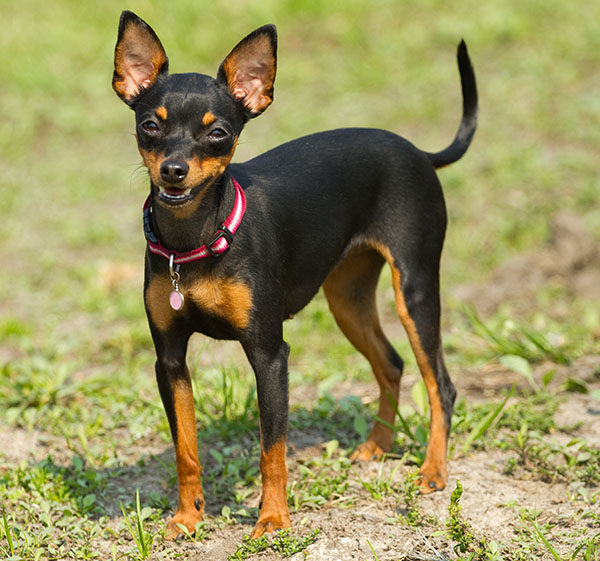 Ratón de Praga características, tipos, adiestramiento | Razas de perros