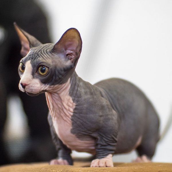 Gato ELFO (sin pelo) | Todo sobre esta precio raza de gatos!