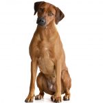Rhodesian Ridgeback (crestado rodesiano) | Razas de perros