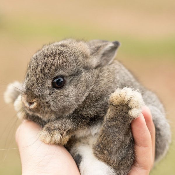 MINI LOP un conejo enano de orejas caídas | Todo sobre esta raza
