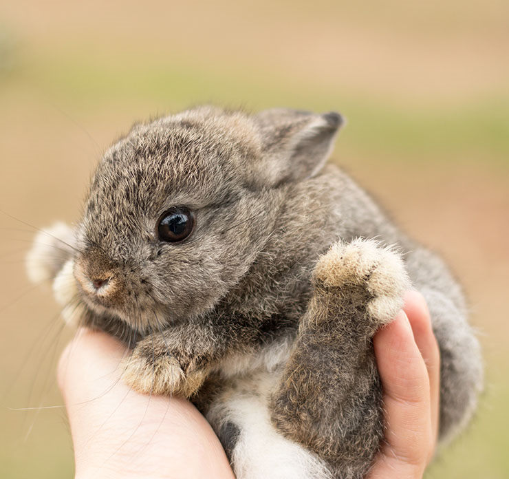 TODO sobre el conejo Holandés Enano (netherland dwarf)