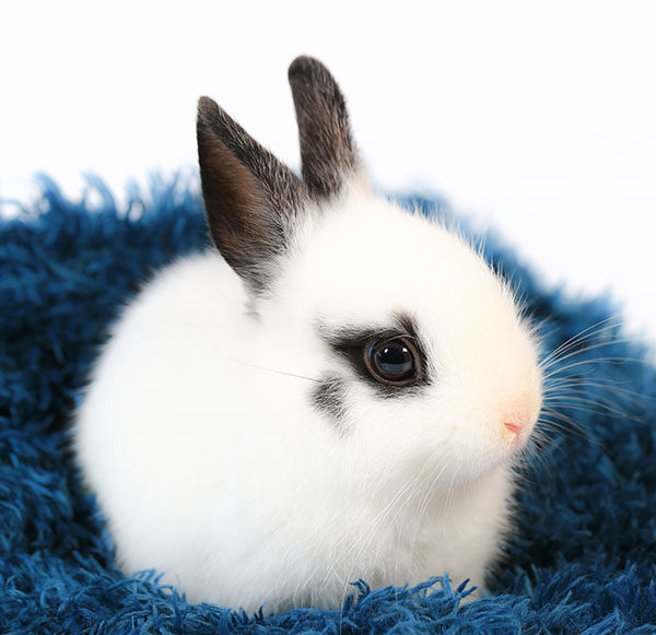 Cuánto VIVE un CONEJO enano, análisis razas pequeñas.