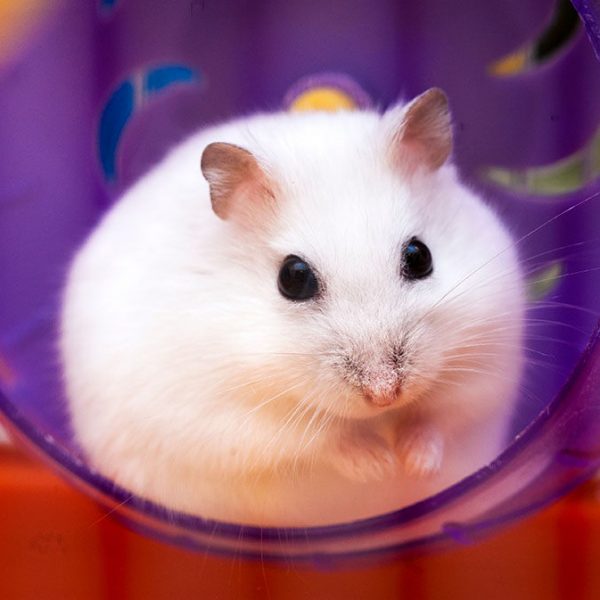 Todo sobre HÁMSTERS | Razas, colores, alimentación, cuidados