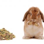 8 RUIDOS DE CONEJOS y su significado (con sonidos reales)