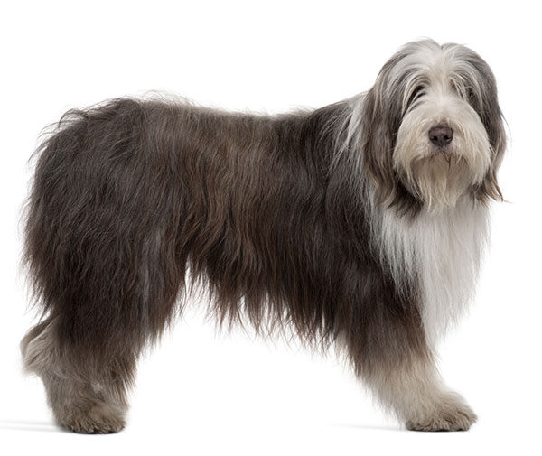 Collie Barbudo (bearded collie) | Todo sobre esta raza de perros