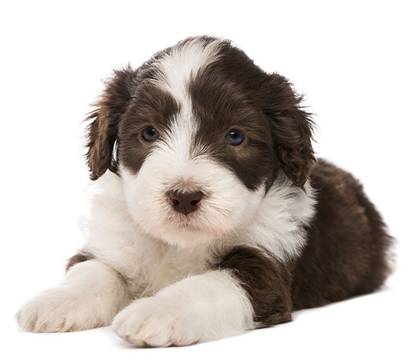 Collie Barbudo (bearded collie) | Todo sobre esta raza de perros