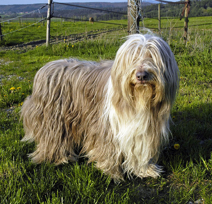 Collie Barbudo (bearded collie) | Todo sobre esta raza de perros