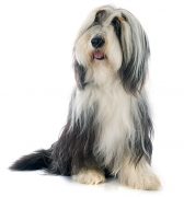 Collie Barbudo (bearded collie) | Todo sobre esta raza de perros