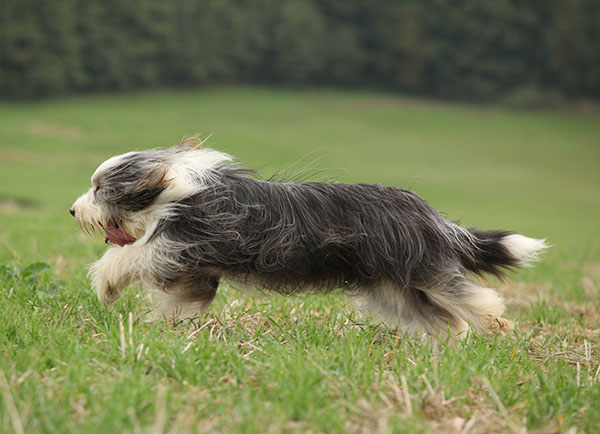 Collie Barbudo (bearded collie) | Todo sobre esta raza de perros
