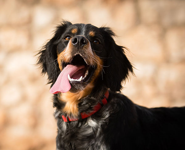 Spaniel Bretón | Todo sobre esta raza de perros de caza