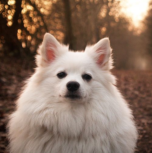 El perro Spitz Alemán | Todo sobre esta raza