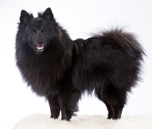 El perro Spitz Alemán | Todo sobre esta raza