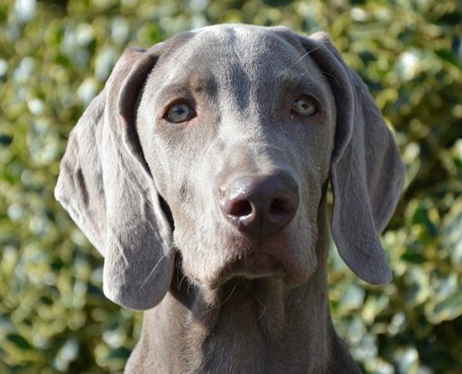 El Perro Gris de Ojos azules | Todo sobre ellos (con imágenes)