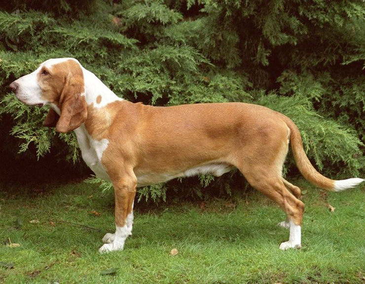 Are Sabueso Espanol Aggressive