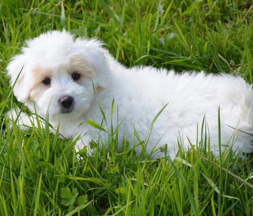 Cotón de Tuléar | Todo sobre esta increíble raza de perros!