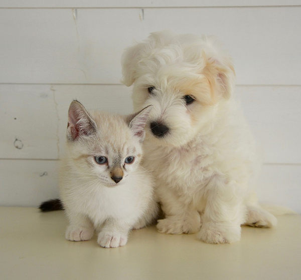 Cotón de Tuléar | Todo sobre esta increíble raza de perros!