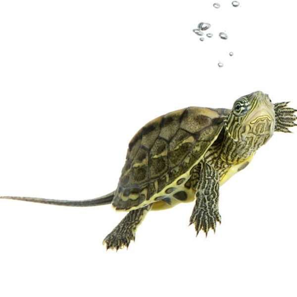 TODO SOBRE LA RANA ENANA AFRICANA Qué comen, tipos y cuidados