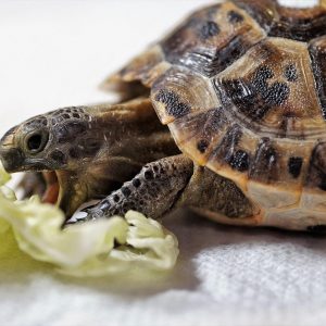 Qué comen las Tortugas de Tierra y cómo hacer su dieta semanal