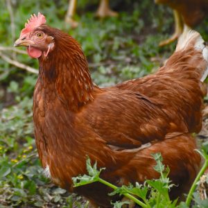 ¿Las Gallinas Vuelan? ¡Esta es la verdad! (con Vídeo)