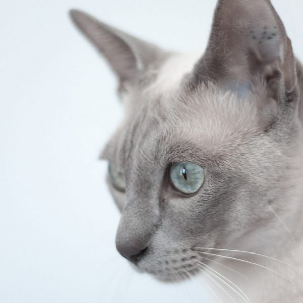 Gato Devon Rex | Descubre esta curiosa raza de gatos.