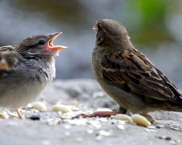 Qué comen los gorriones adultos y bebés