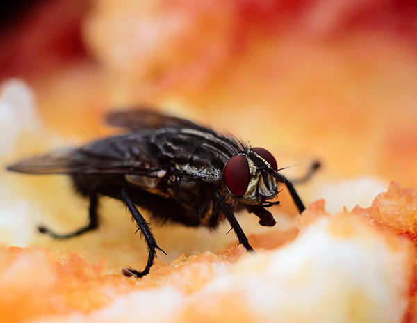 Qué Comen las Moscas adultas y larvas | Guía completa