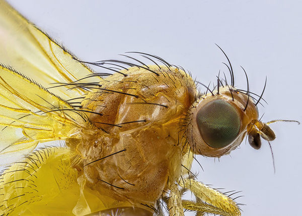 Cuánto vive una Mosca Común y una de la Fruta | Ciclo de vida de las moscas
