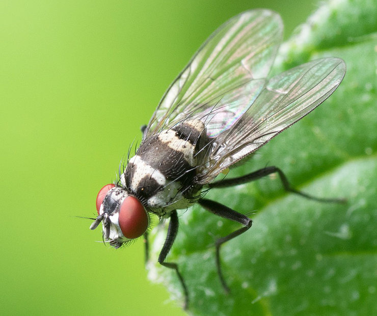 Cuánto vive una Mosca Común y una de la Fruta | Ciclo de vida de las moscas