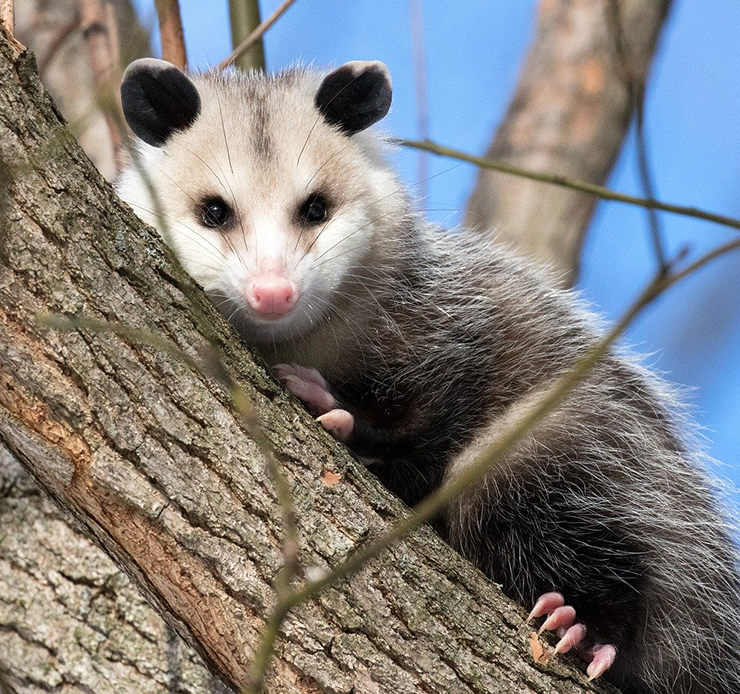Cuánto Vive una Zarigüeya, según su especie