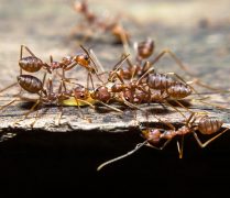 Hormigas Rojas: cómo son, cómo curar sus picaduras y cómo eliminarlas.