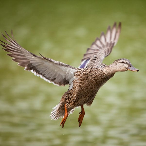 PATOS | Razas, cuidados, alimentación, cría - Petdarling