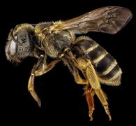 Las Partes de una Abeja y sus funciones (con imágenes)