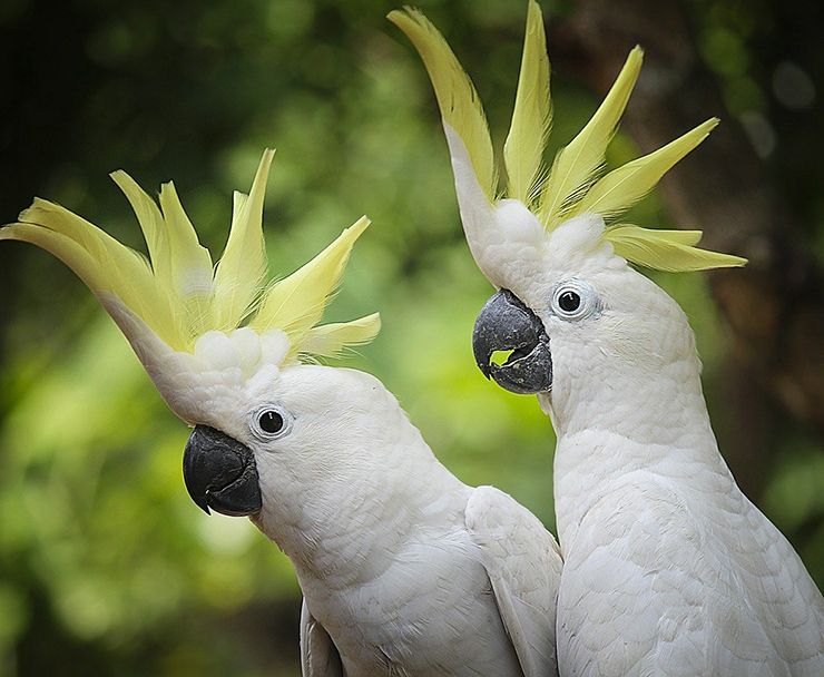 Cacatuas, descubre toda la información sobre estas aves!