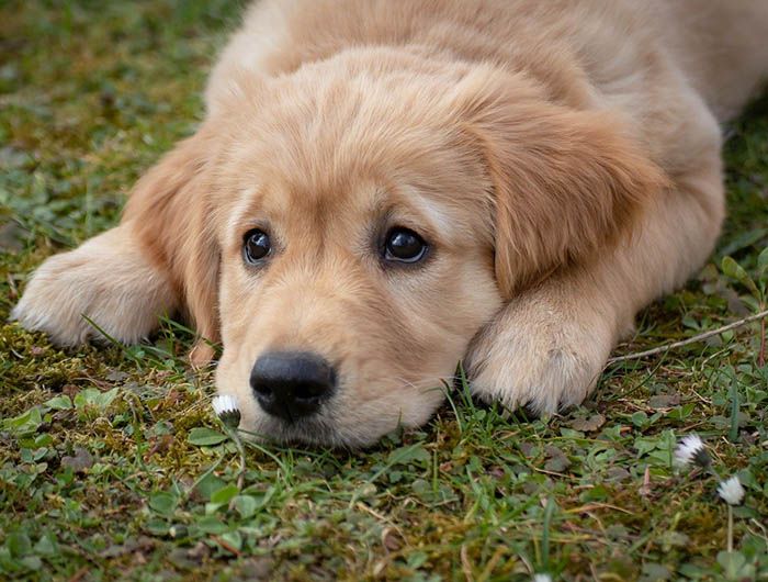El CELO EN PERRAS Síntomas, comportamiento y cuidados.Guía